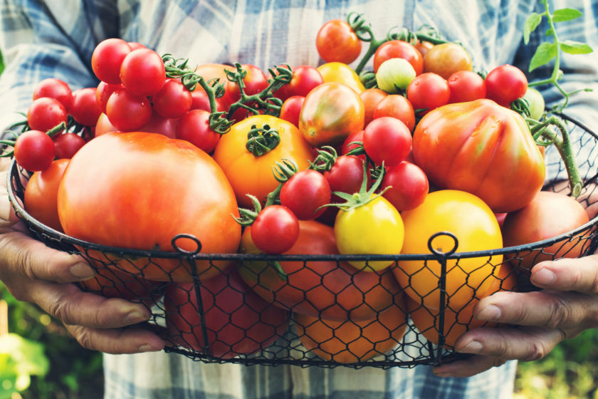 Tennessee tomato guide: When are tomatoes in season? (Plus everything ...